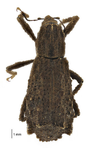 Genus Cuneopterus · iNaturalist