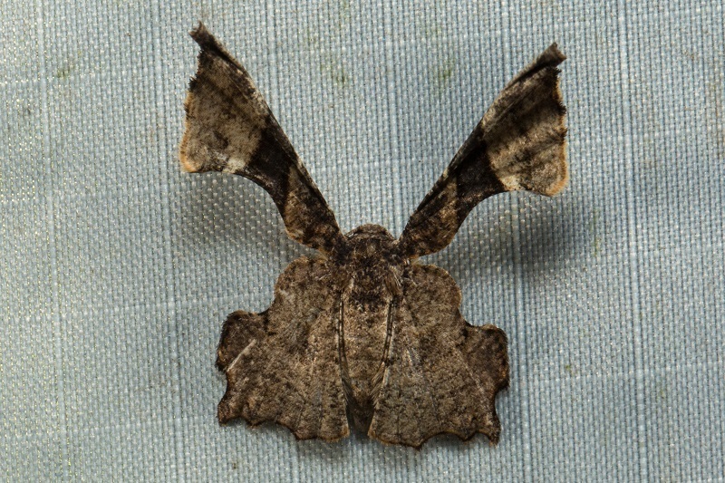 Monobolodes from Fraser's Hill, Pahang, Malaysia on March 9, 2019 at 10 ...