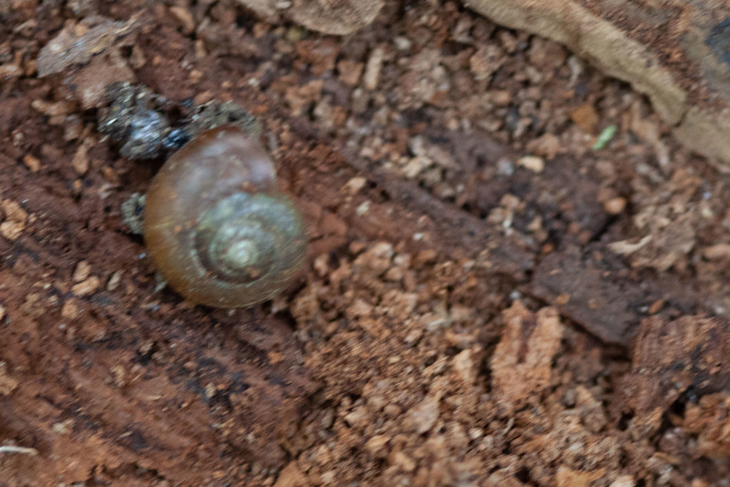 Button Snails from Powder Springs, GA, USA on October 9, 2019 by ...