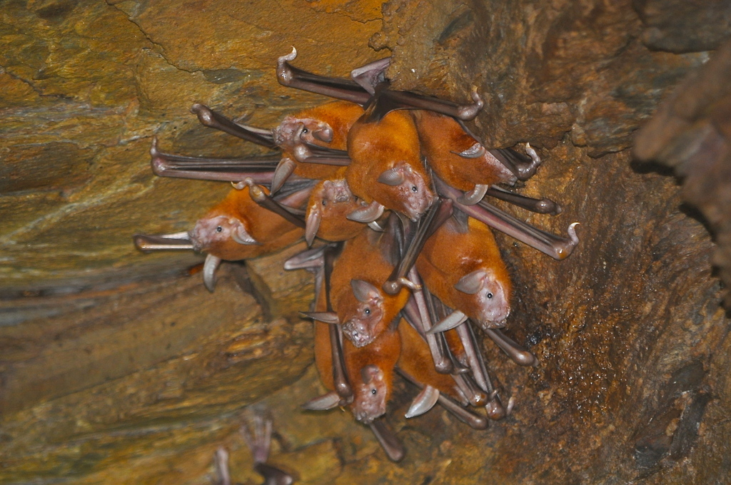 Greater Bulldog Bat (Noctilio leporinus) - Know Your Mammals