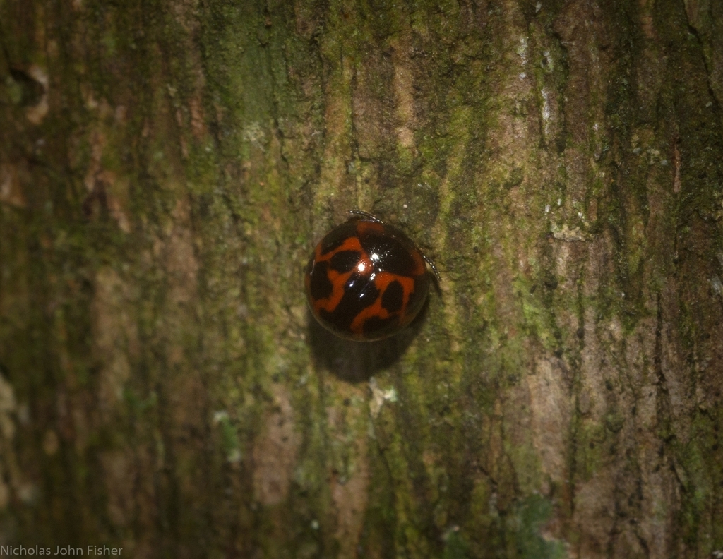 Derispia variabilis from Tamborine Mountain QLD 4272, Australia on ...