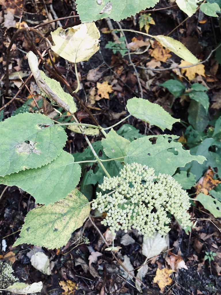 wild hydrangea from Colton Point State Park, Wellsboro, PA, US on ...