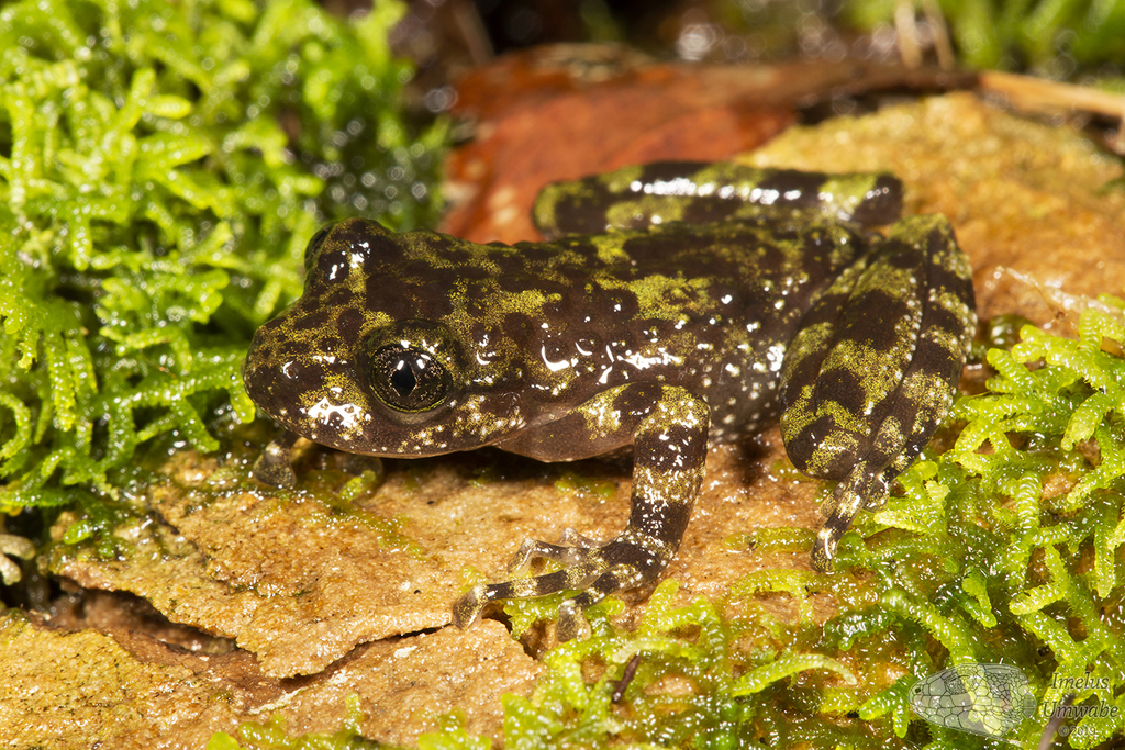Table Mountain Ghost Frog