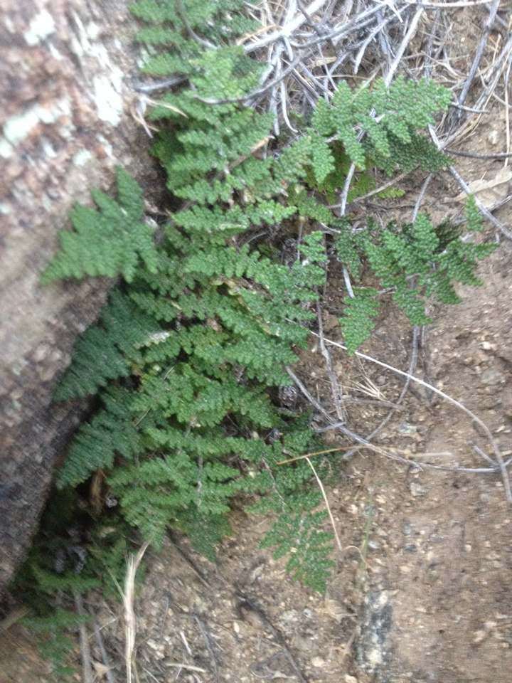 Coville's lip fern (Ferns of North America) · iNaturalist