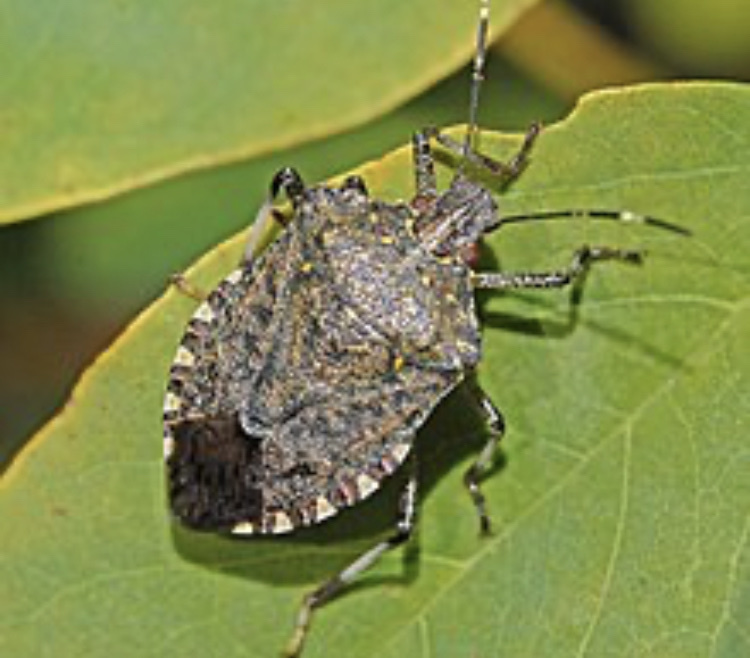 Brown Marmorated Stink Bug from Waterside Way, Owensboro, KY, US on ...
