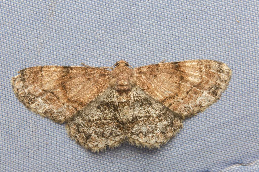 Abaciscus tristis from Fraser's Hill, Pahang, Malaysia on March 4, 2017 ...