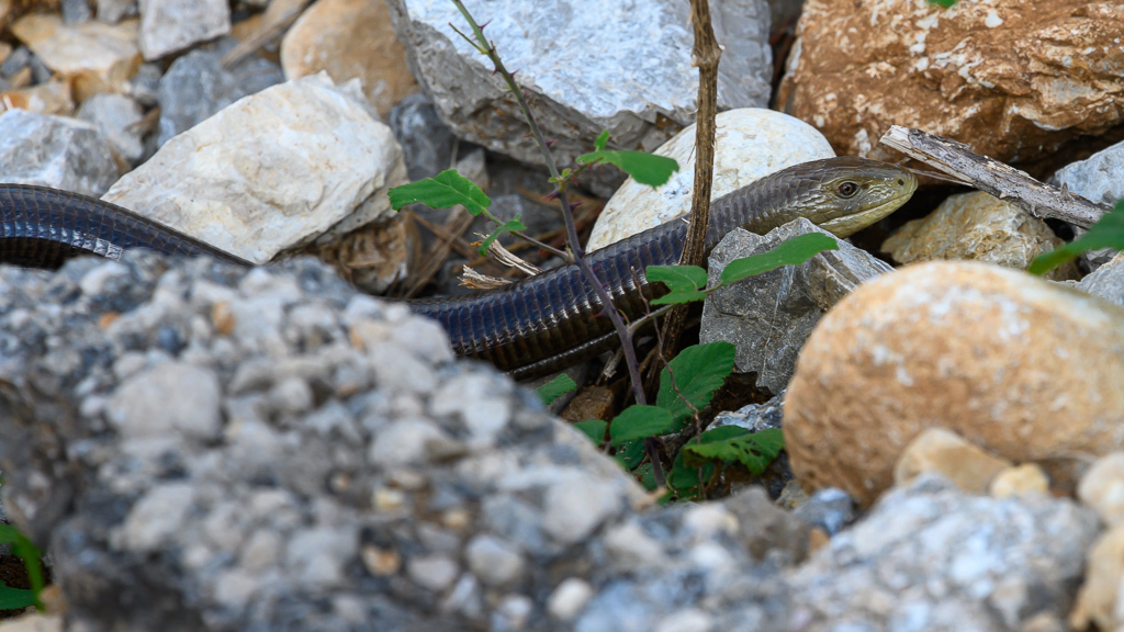 European Glass Lizard from Trebinje, BA-SR, BA on September 25, 2019 by ...