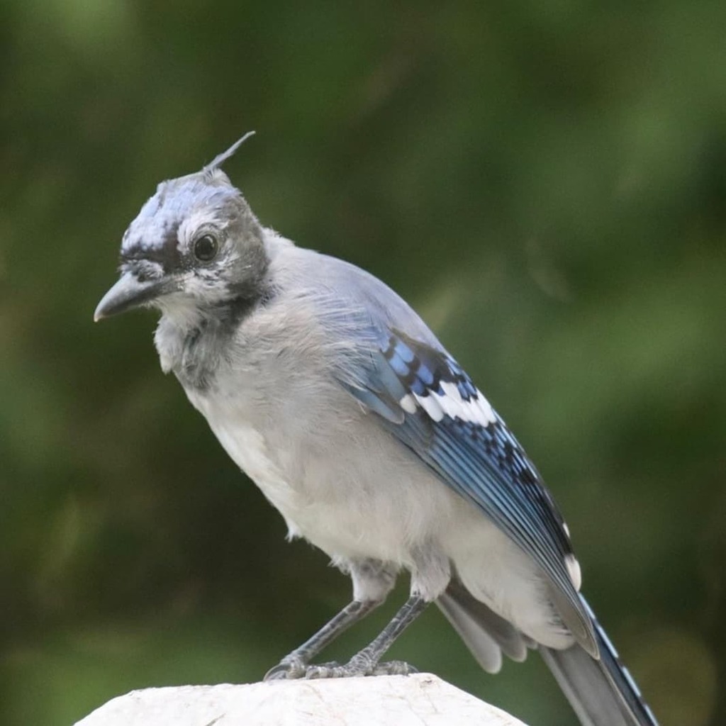Blue Jay from Niagara Falls, ON, Canada on October 4, 2019 at 03:55 PM ...