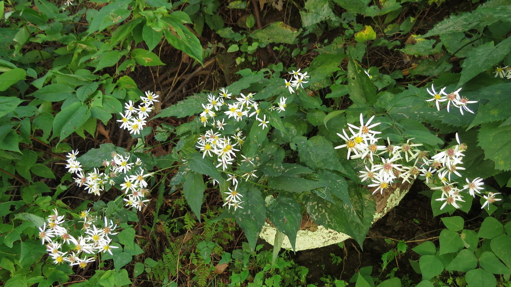 White Wood Aster from 106 E Buttermilk Falls Rd, Ithaca, NY 14850, USA ...