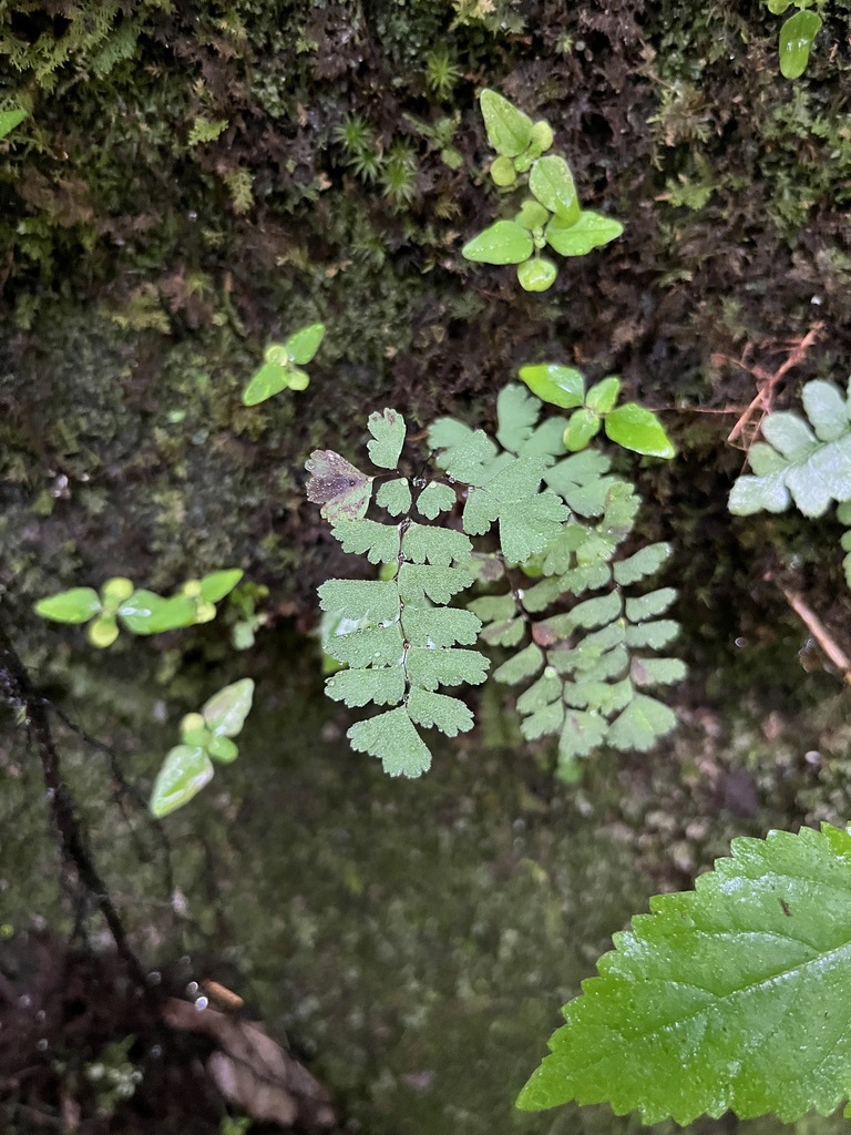 black maidenhair fern from LaBarque Creek, MO, USA on July 14, 2025 at ...