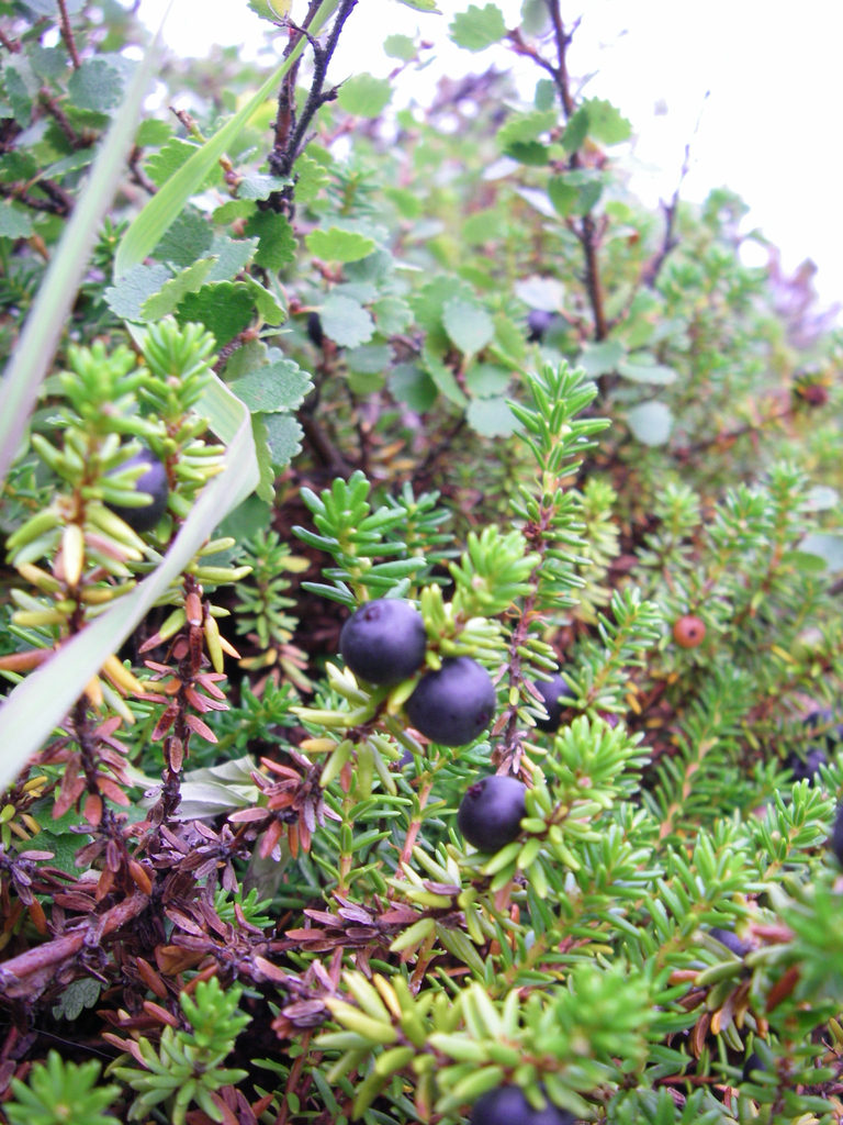 black crowberry from AK, US on August 12, 2012 at 02:48 PM by Brandon ...