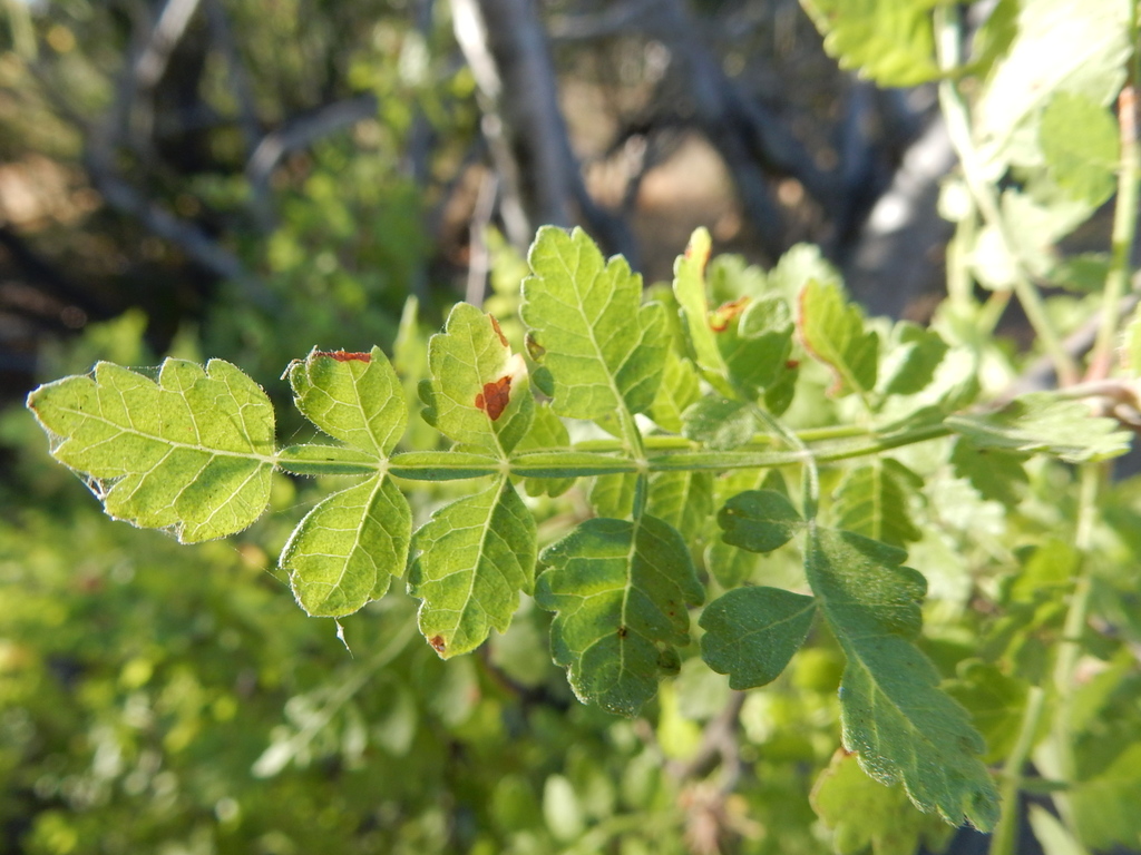 Bursera filicifolia in November 2016 by Jose Luis Leon de la Luz ...