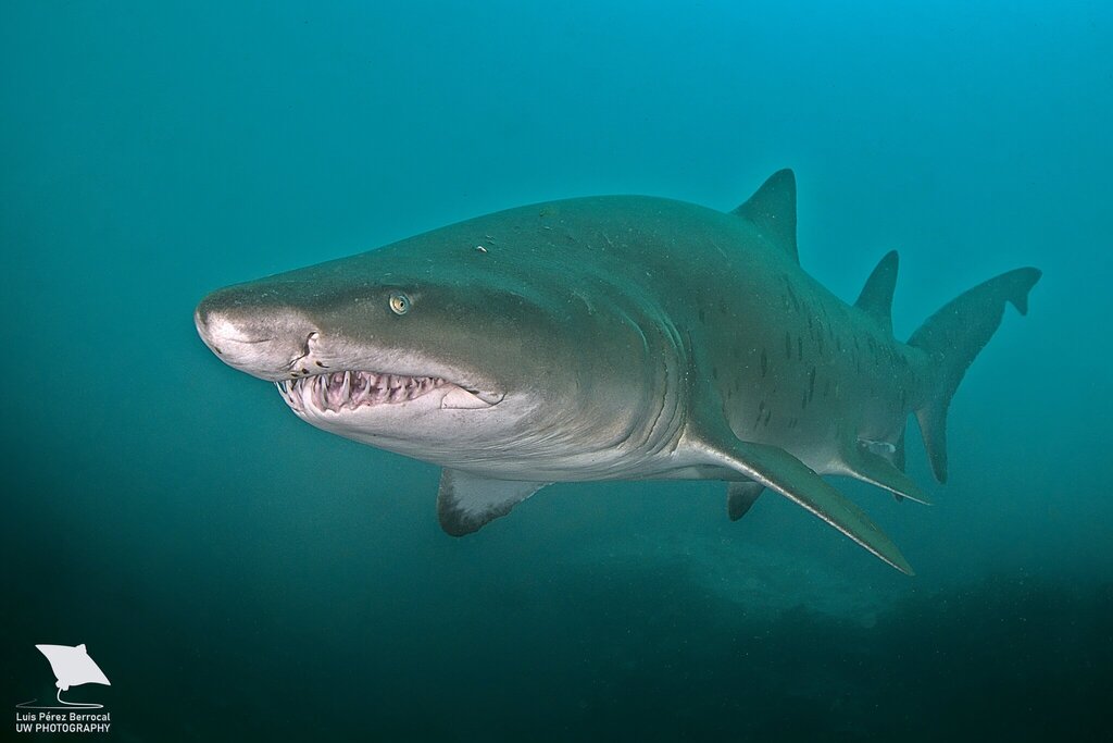 Sharks (Selachii) - Marine Life Identification