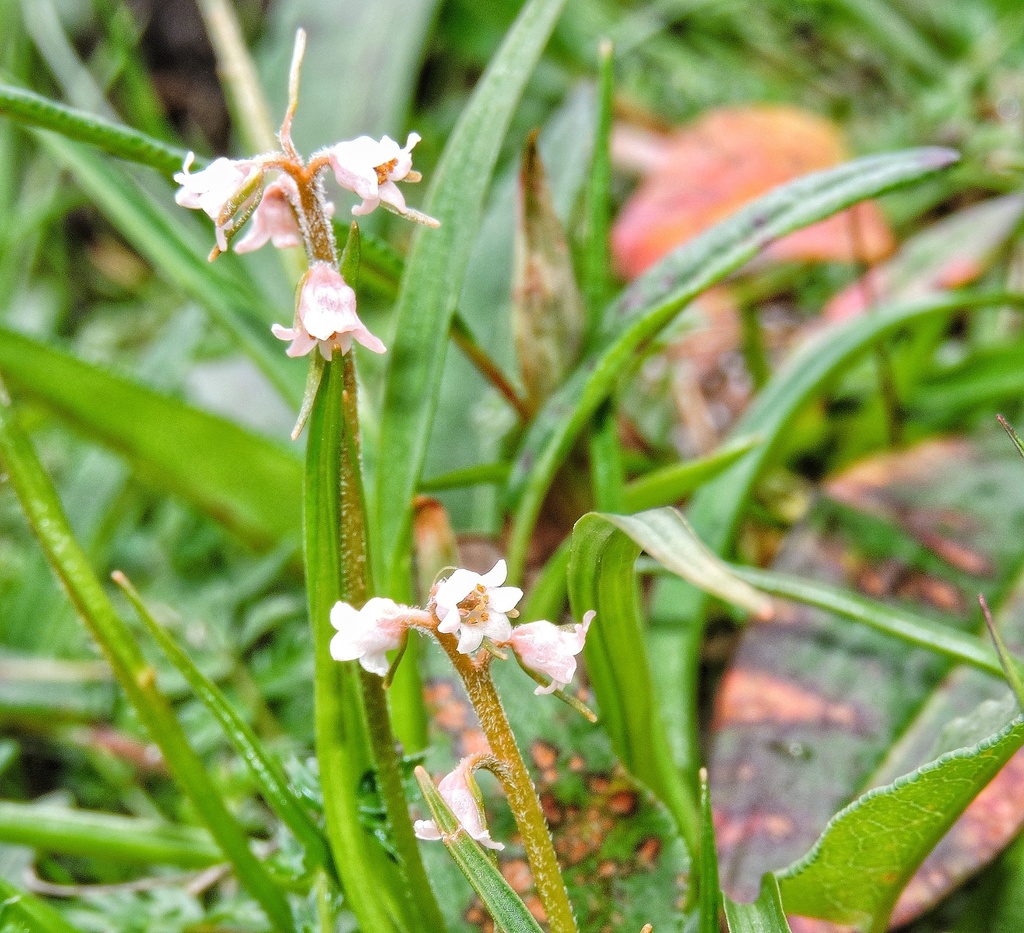 Aletris pauciflora pauciflora from Hemkunt Lake on August 31, 2019 at ...