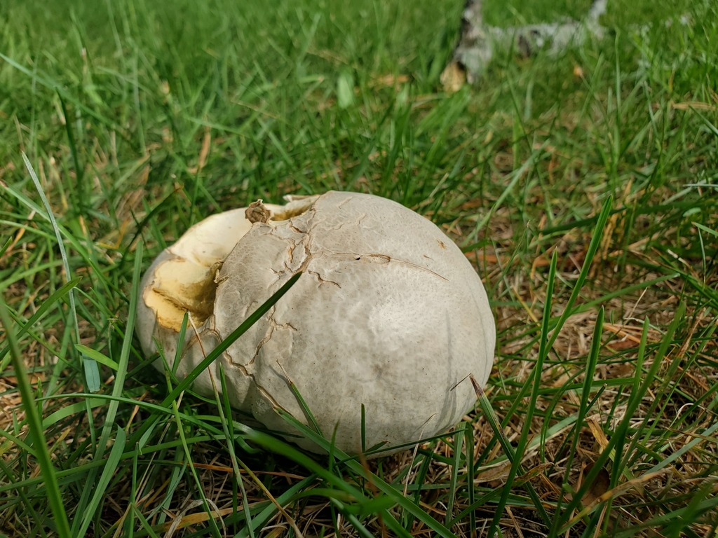 Brain puffball from Jamestown Township, IN, USA on October 10, 2019 at ...