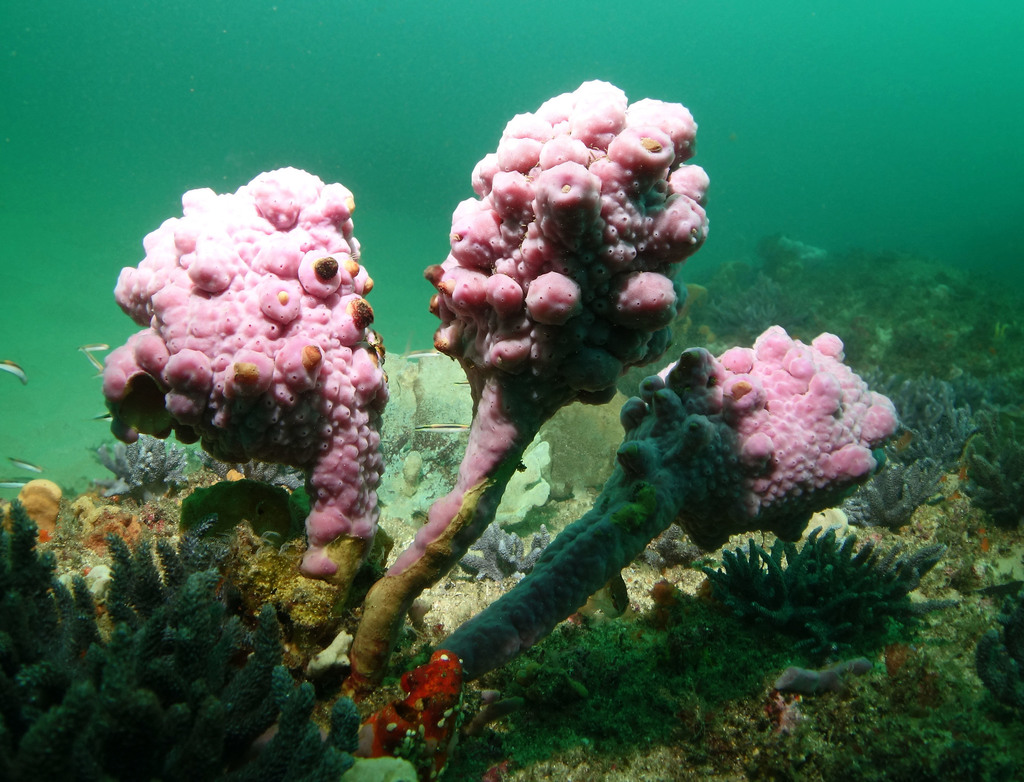 Sea Tulip (Sydney Sea Life) · iNaturalist