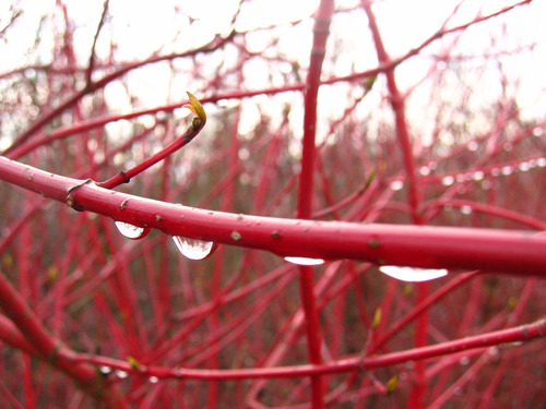 Photo 5375, (c) Rafael PeÃ±aloza, some rights reserved (CC BY-NC-SA ...