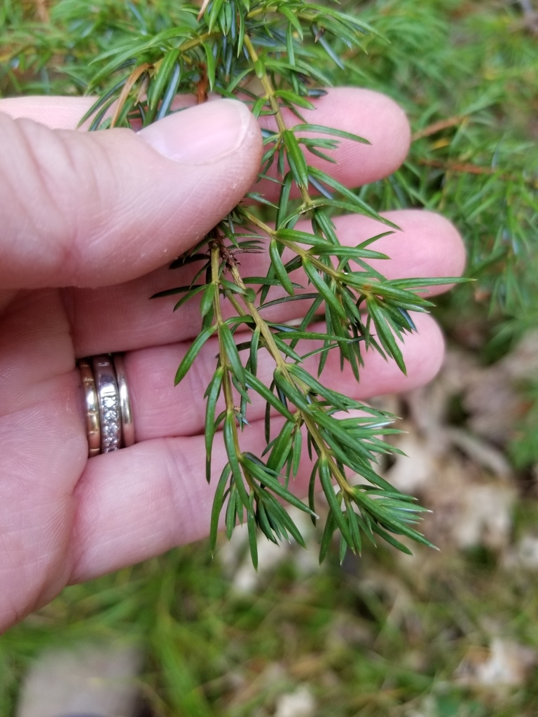 common juniper from Gooderham, ON K0M 1R0, Canada on October 7, 2019 at ...