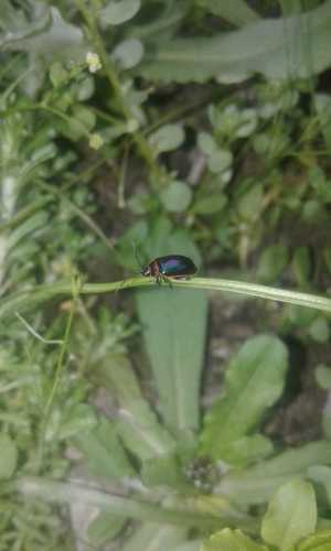 Asphaera corusca · iNaturalist