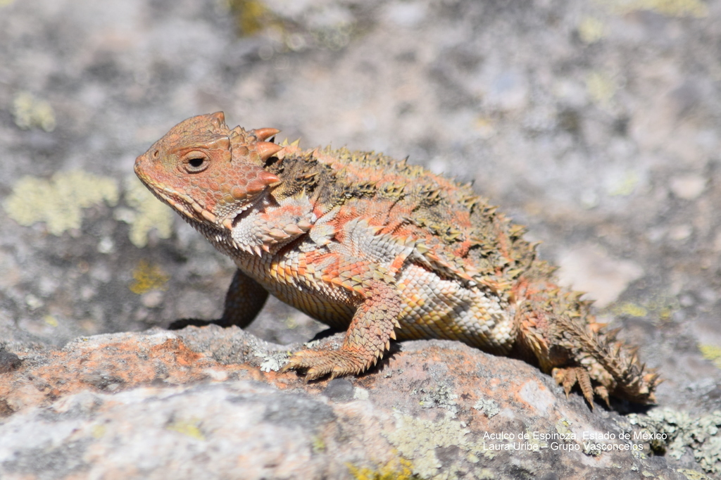 Mountain Horned Lizard from Aculco de Espinoza, Estado de México on ...
