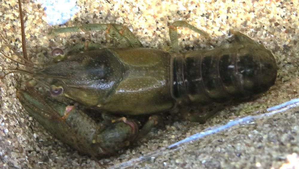 Northern Clearwater Crayfish from Spencer Ck, Flamborough, Hamilton, ON ...