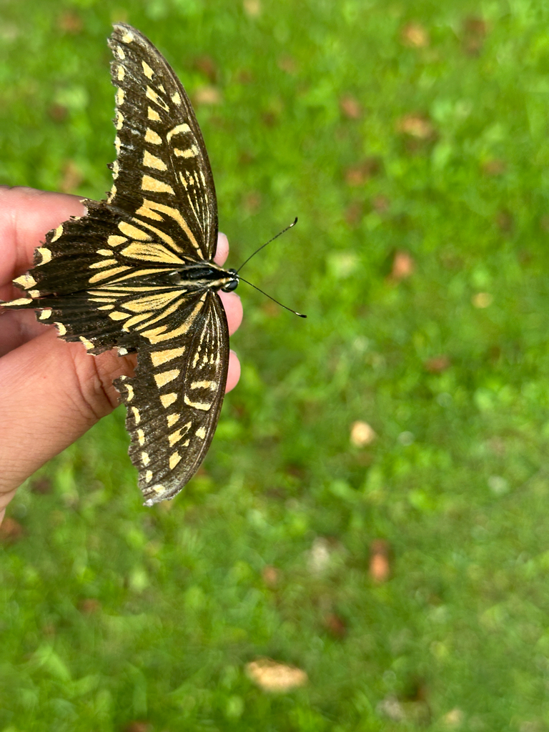 Chinese Yellow Swallowtail from Hosoechoono, Hamamatsu, Shizuoka, JP on ...