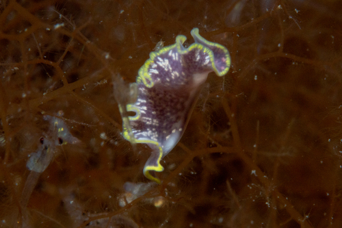 Cycloporus variegatus · iNaturalist