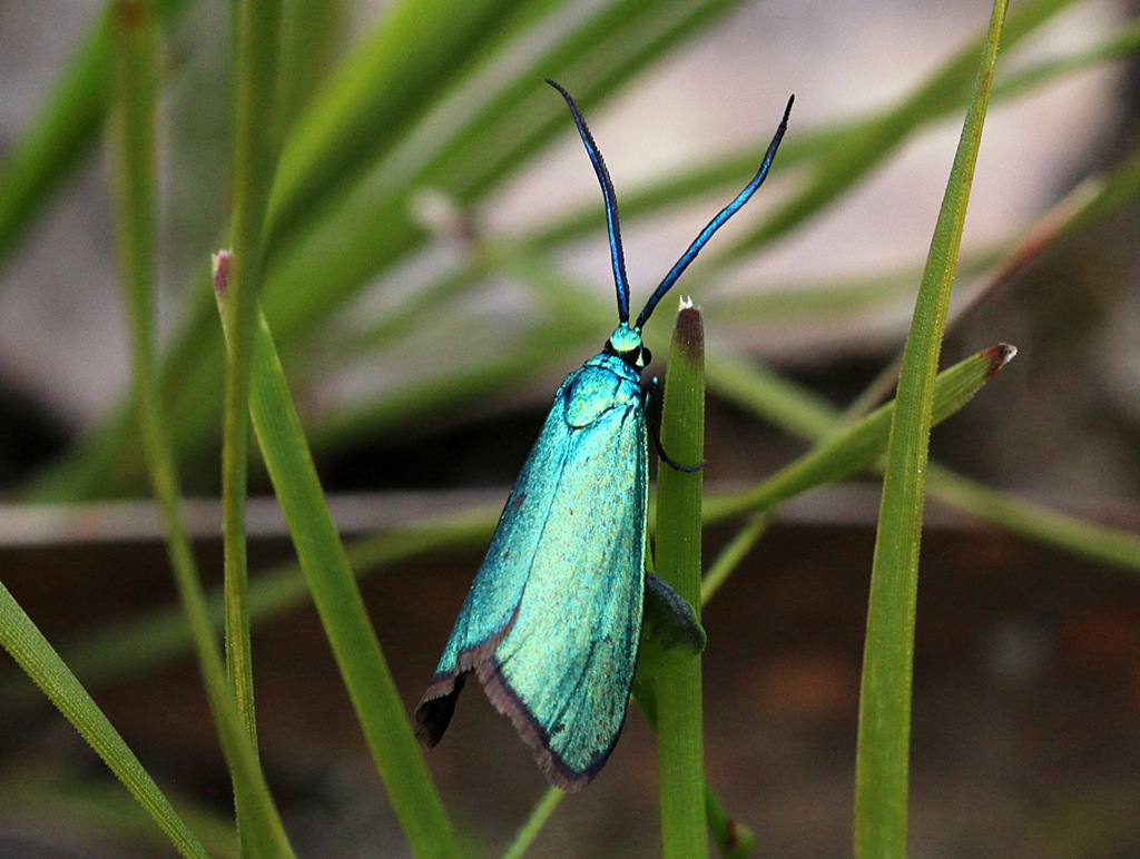 Satin-green Forester (Butterflies and Moths of Casey, VIC, AU ...