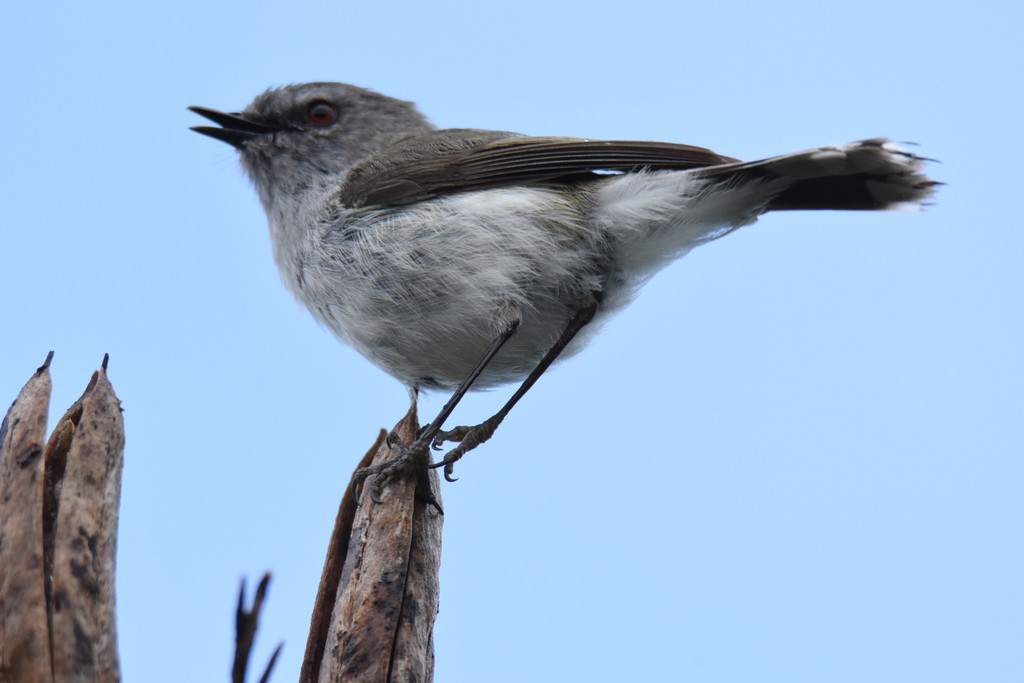 Gray Gerygone from Queen Elizabeth Park, Paraparaumu 5034, New Zealand ...