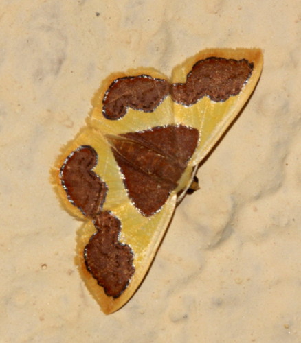 Plutodes transmutata · iNaturalist Mexico