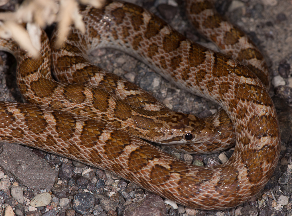 Glossy Snakes (Arizona) - Snakes and Lizards