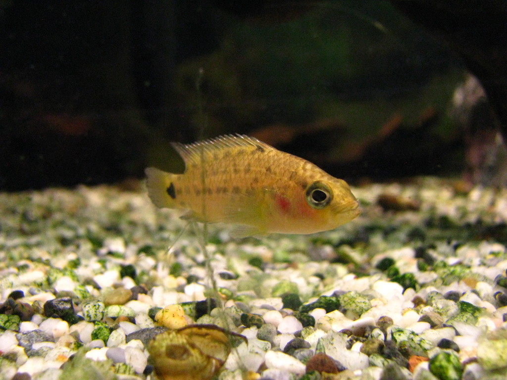 Badis (Badis badis) - Marine Life Identification