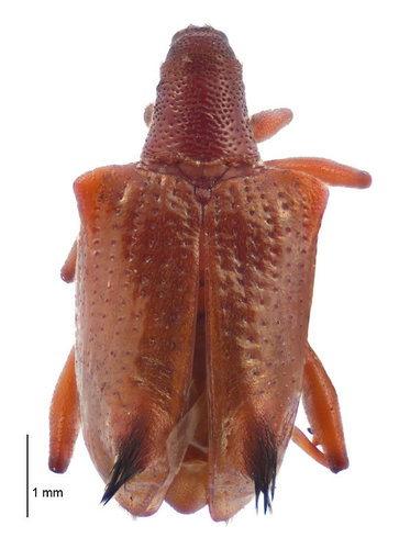 Icmalius abnormis · iNaturalist United Kingdom