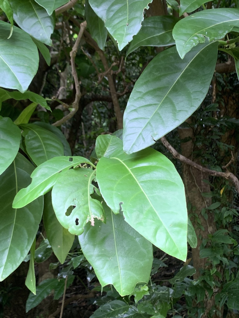 Bird-lime Tree from 墾丁森林遊樂區, 滿州鄉, TW on October 11, 2019 at 10:00 AM by ...