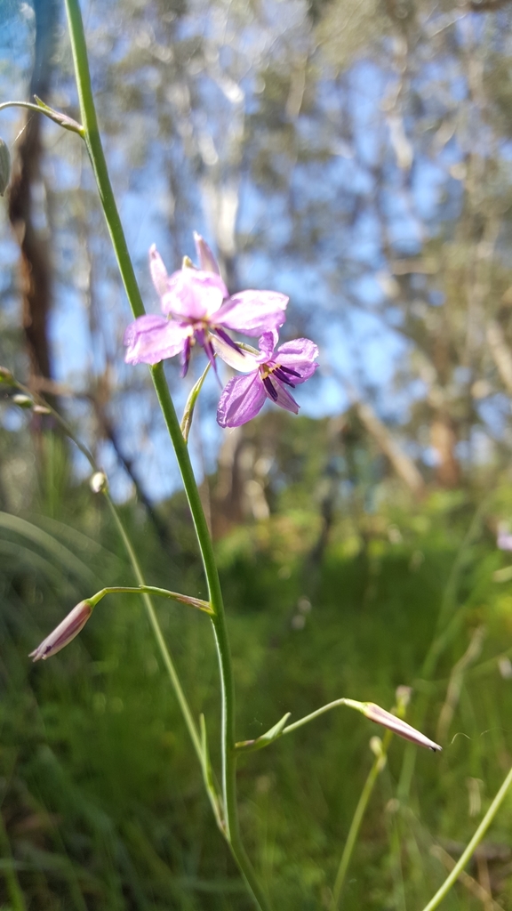 Nodding Chocolate Lily from RSD 560, Blewitt Springs SA 5171, Australia ...