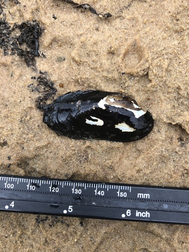 Delicate Spike (Elliptio arctata) · iNaturalist