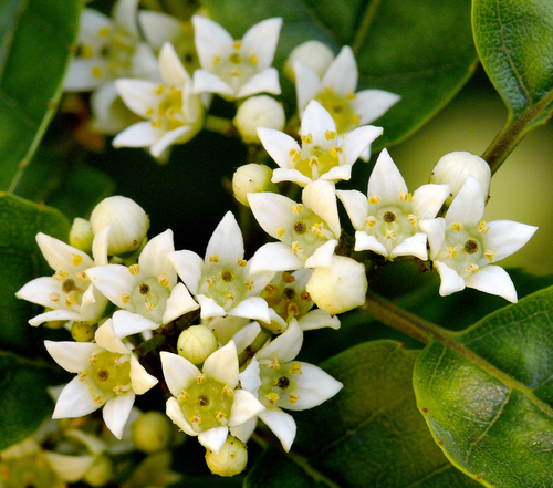 Roussea Family (Family Rousseaceae) · iNaturalist