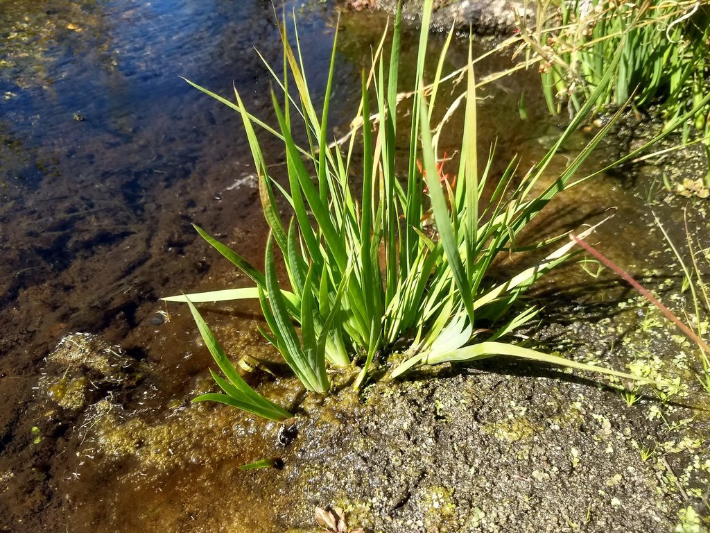 pointed rush from Riverside County, CA, USA on October 08, 2019 at 02: ...