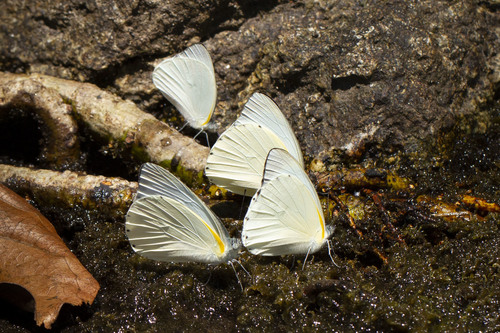 Subspecies Appias sabina confusa · iNaturalist