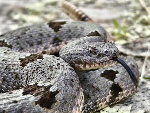Rock Rattlesnake (Crotalus lepidus) - Snakes and Lizards
