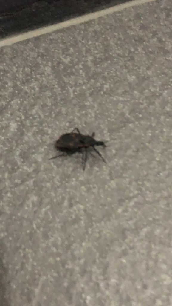 Triatoma rubrofasciata from Pasay City on October 11, 2019 by bogsame ...