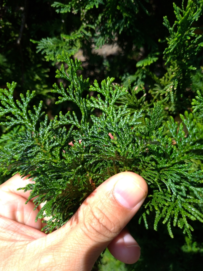 Hinoki cypress (Chamaecyparis obtusa) - Botanical Realm