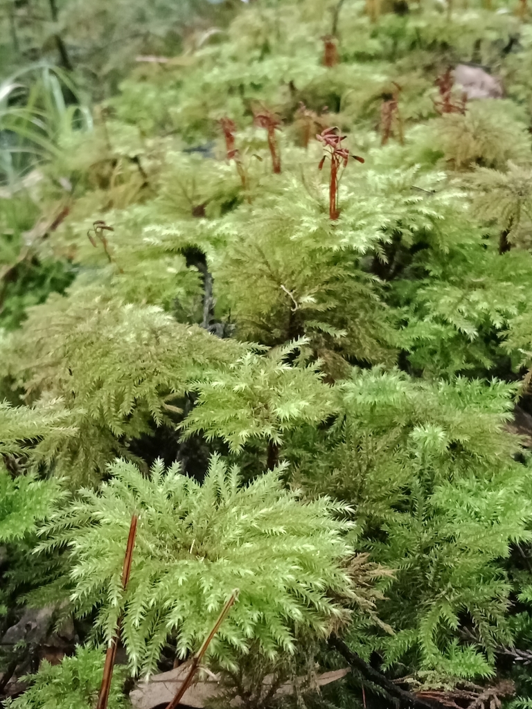 Hypnodendraceae from Whirinaki Forest Park 3079, New Zealand on October ...