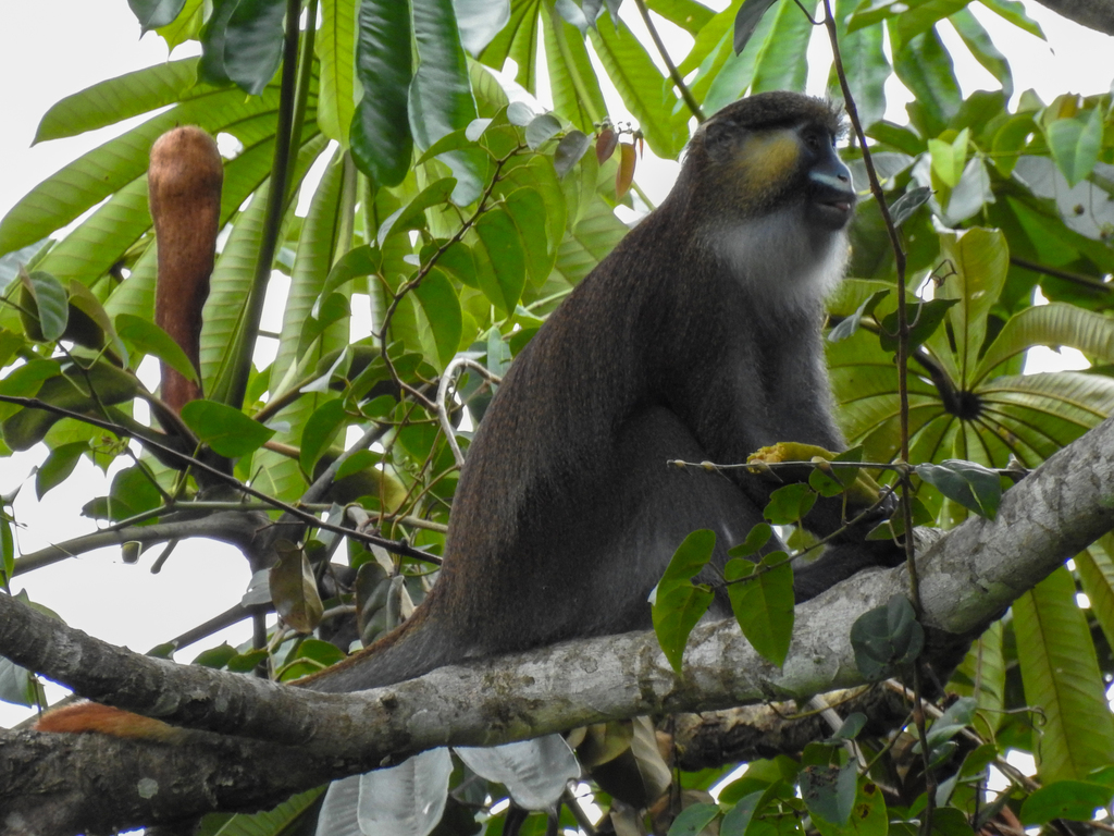 Moustached Monkey (Cercopithecus cephus) - Know Your Mammals