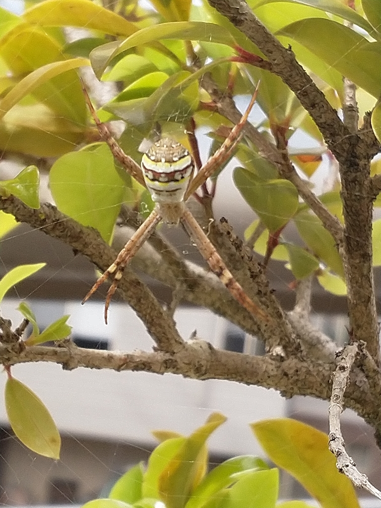 Saint Andrew's Cross Spider from Wollongong NSW, Australia on October 6 ...