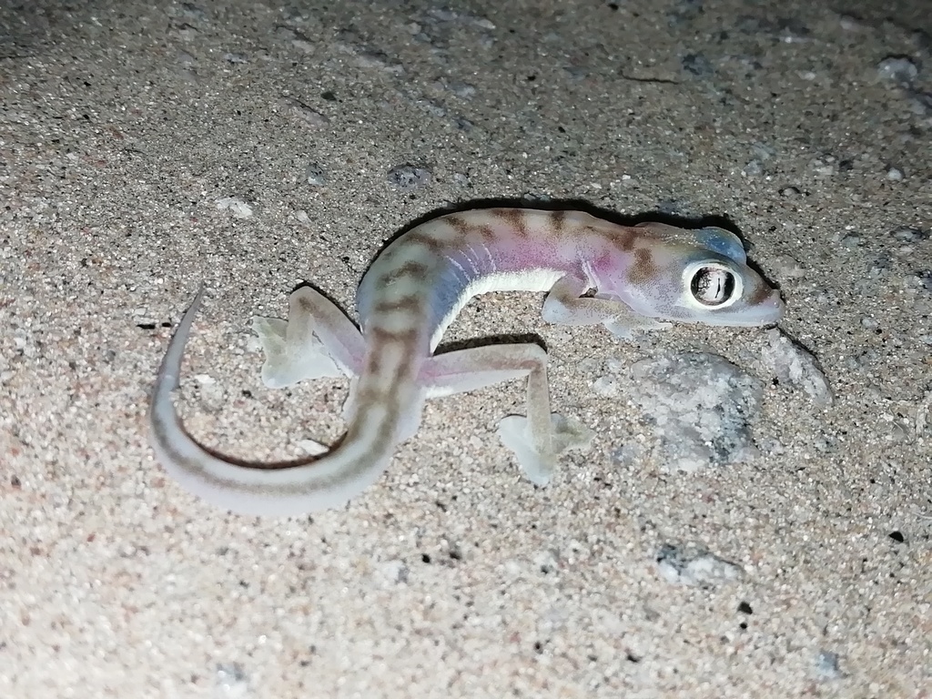 Namib Sand Gecko from Tômbua, Angola on September 30, 2019 at 08:18 PM ...