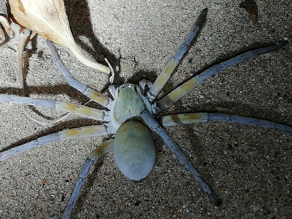Huntsman Spiders from Tômbua, Angola on September 30, 2019 at 08:32 PM ...