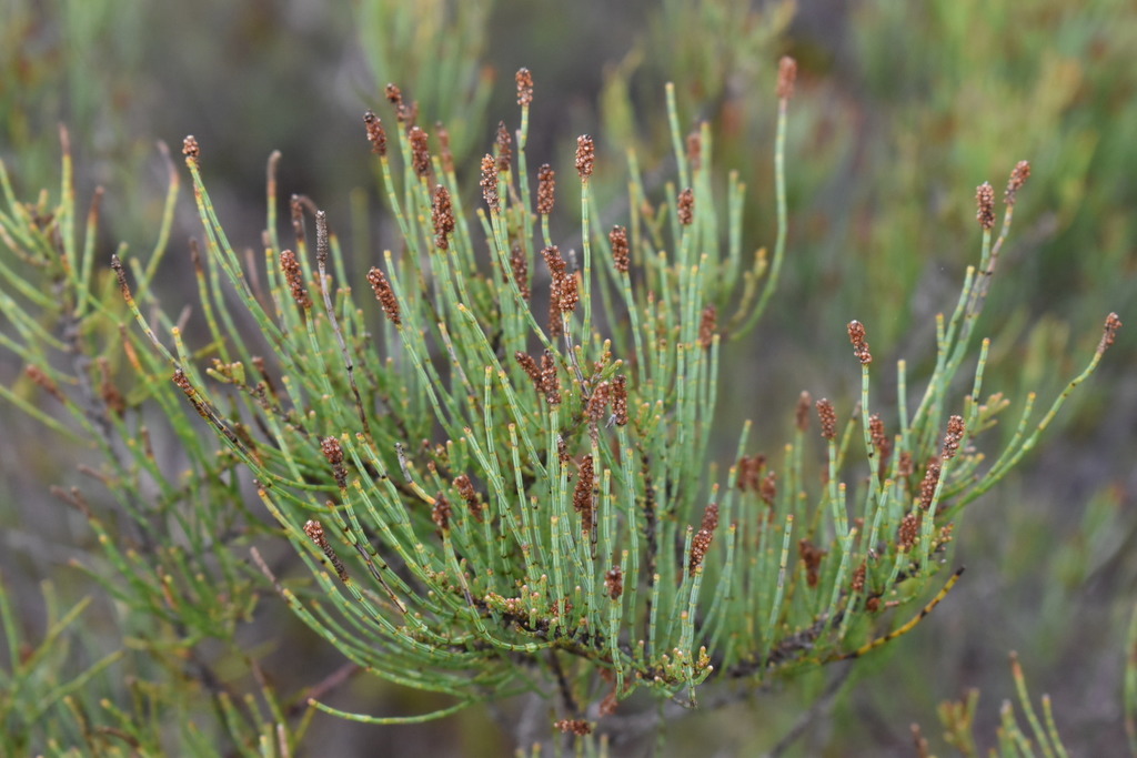 dwarf sheoak (Allocasuarina humilis) - Botanical Realm