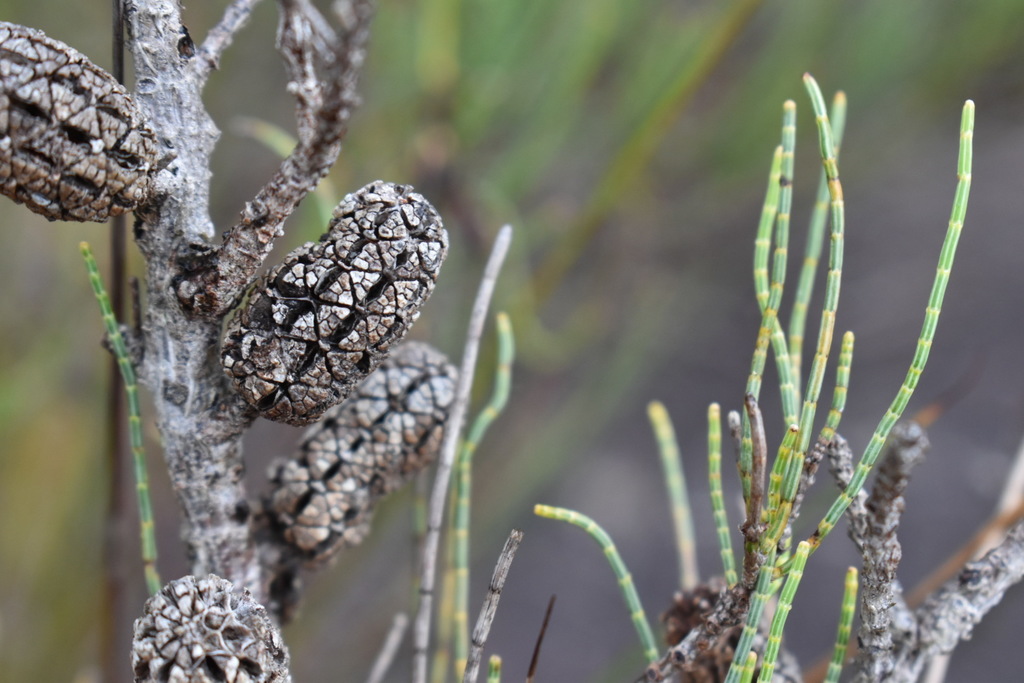 dwarf sheoak (Allocasuarina humilis) - Botanical Realm