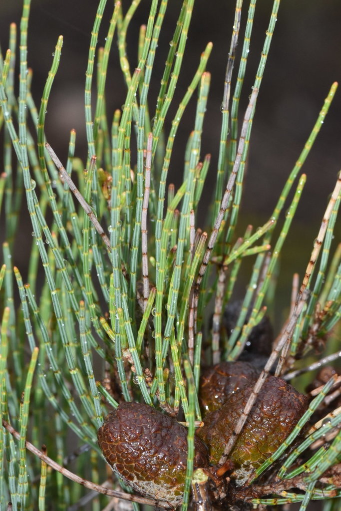 dwarf sheoak (Allocasuarina humilis) - Botanical Realm